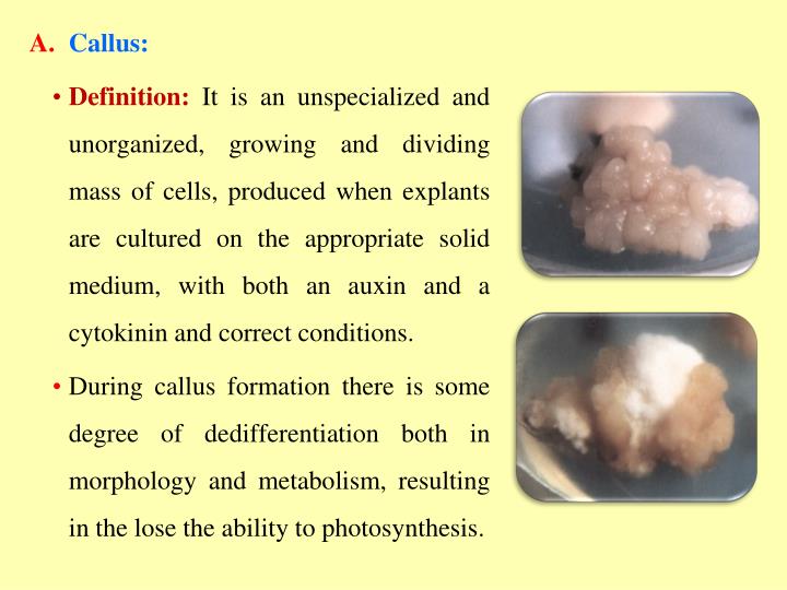 PPT - Plant Tissue Culture PowerPoint Presentation - ID:6587557