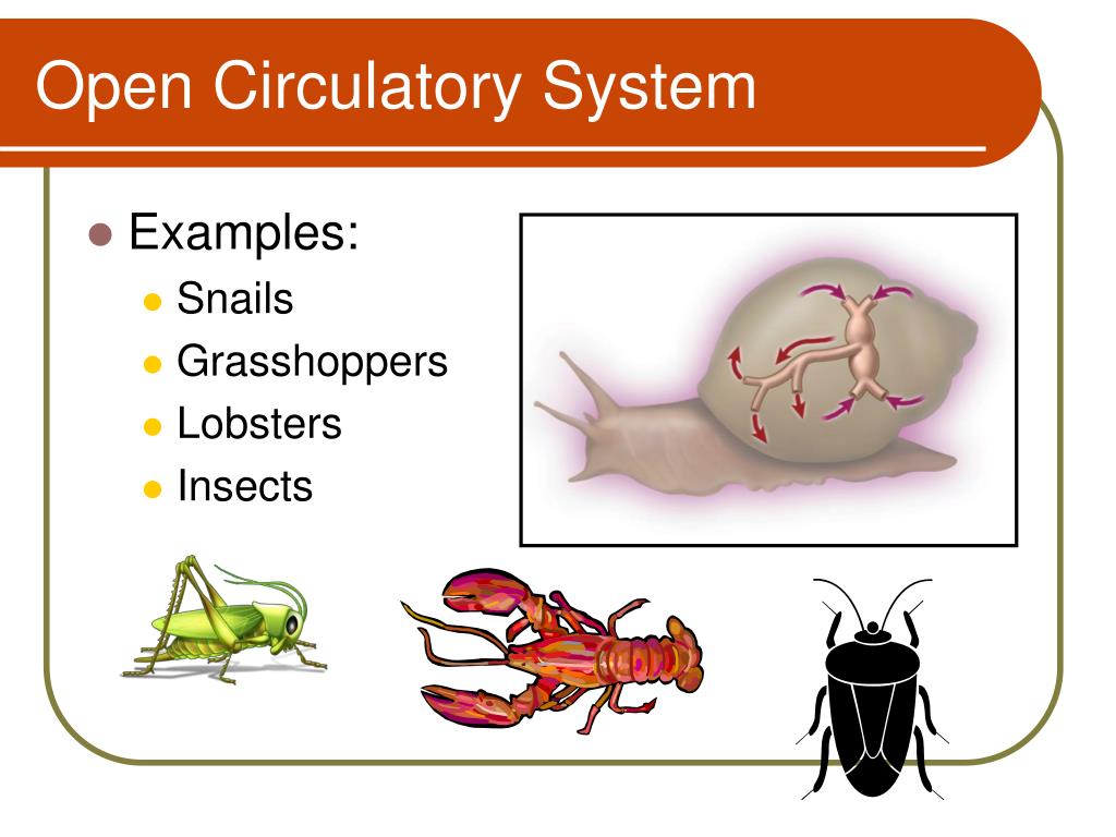 PPT - Open vs. Closed Circulatory System PowerPoint Presentation, free ... PPT - Open vs. Closed Circulatory System PowerPoint Presentation, free ...