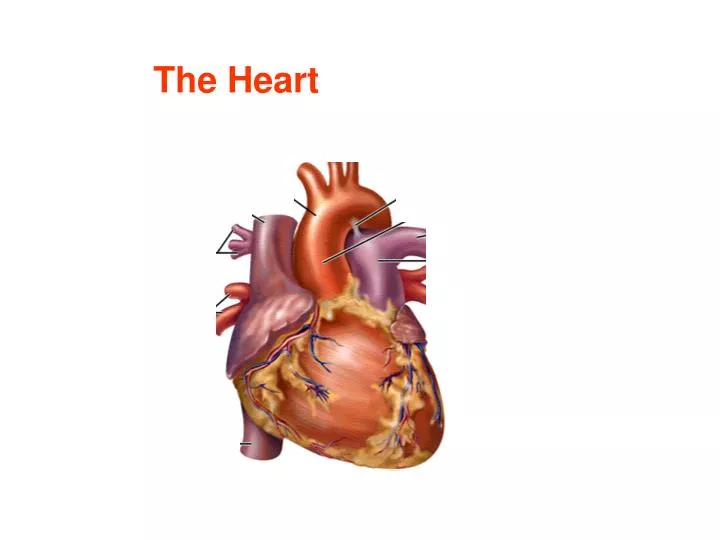 PPT - The Heart PowerPoint Presentation, free download - ID:6588013