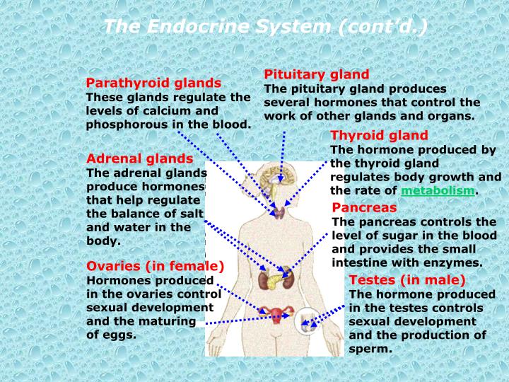 PPT - PUBERTY: Growth and Development …changes PowerPoint Presentation ...
