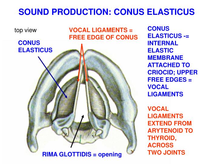 PPT - LARYNX REVIEW: LOCATION PowerPoint Presentation - ID:6588198
