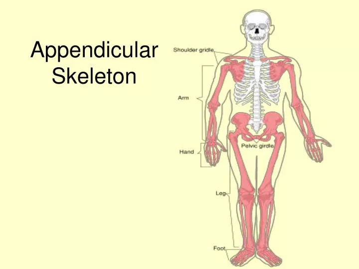 PPT - Appendicular Skeleton PowerPoint Presentation, free download - ID ...