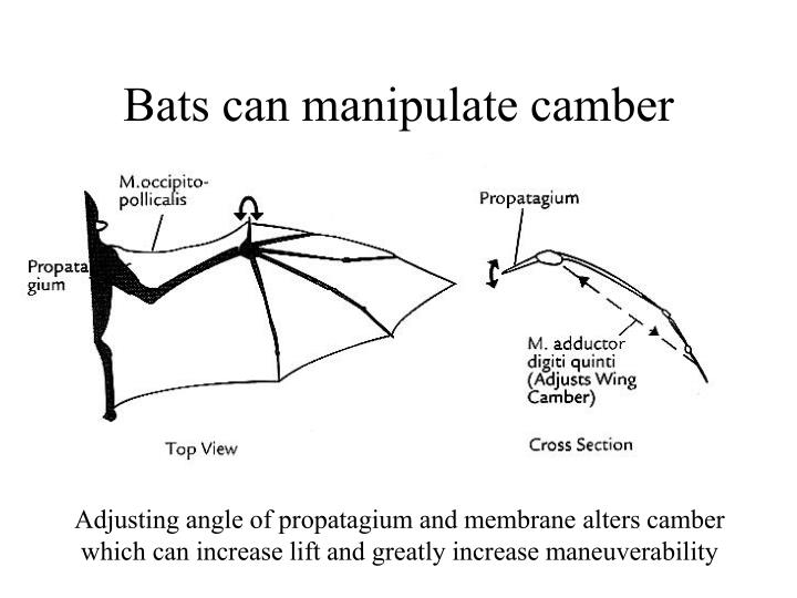 PPT - Flight in bats PowerPoint Presentation - ID:6588389