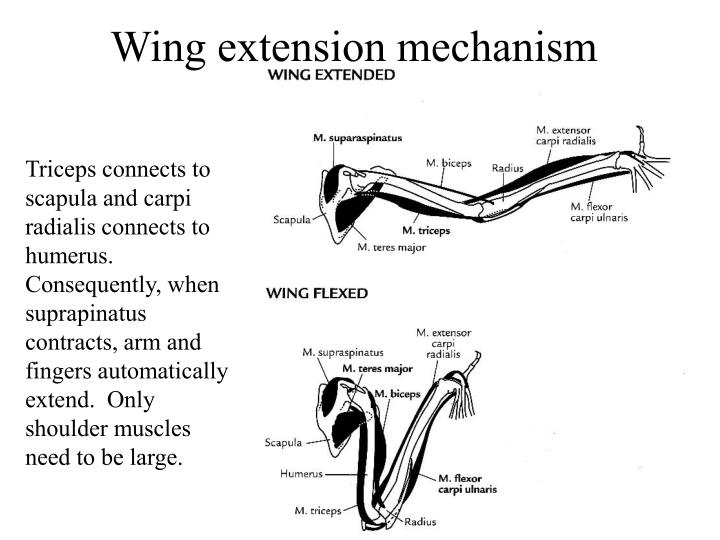 PPT - Flight in bats PowerPoint Presentation - ID:6588389