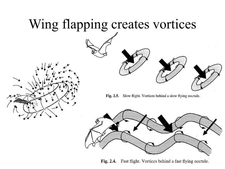 PPT - Flight in bats PowerPoint Presentation - ID:6588389