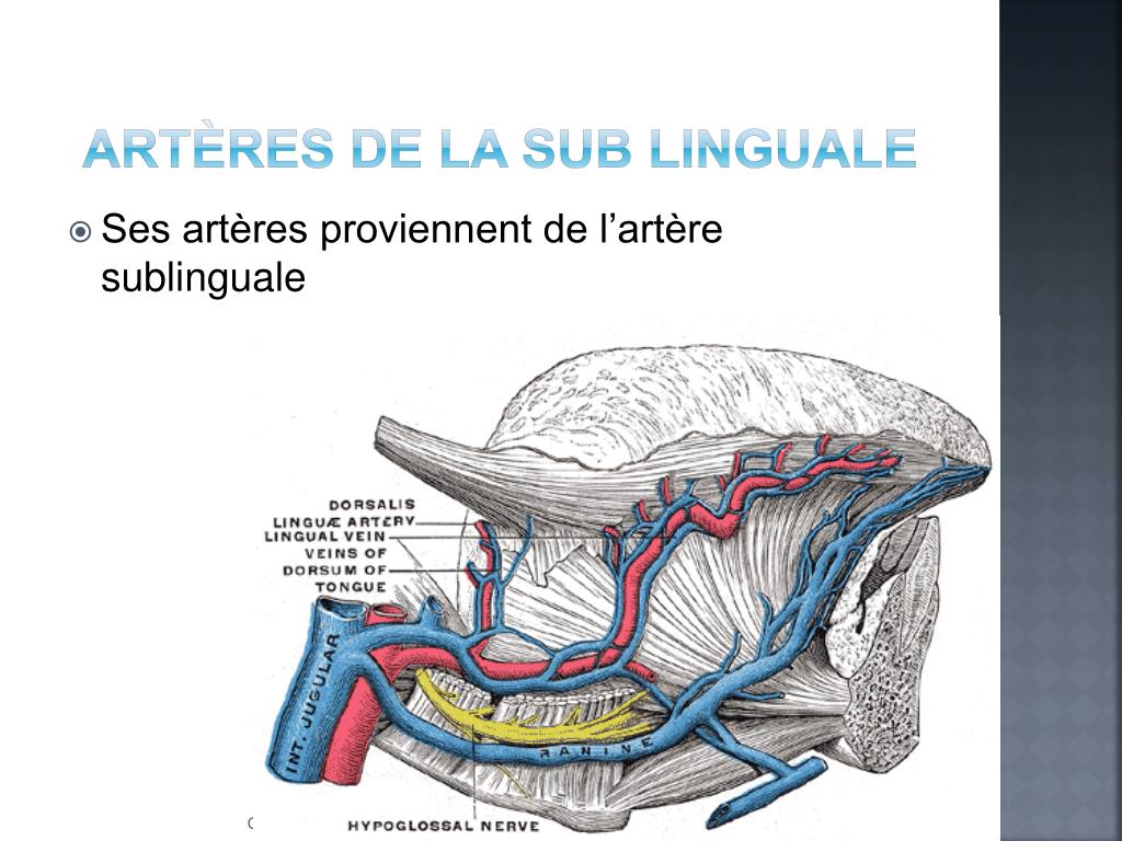PPT - Les glandes salivaires PowerPoint Presentation, free download ...