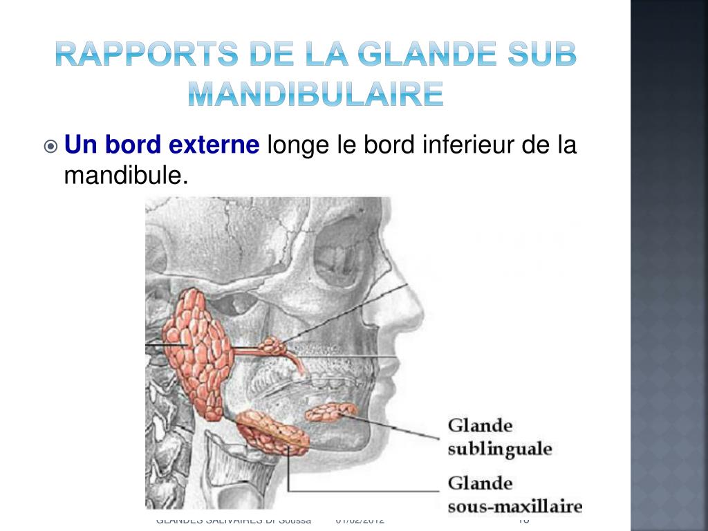 PPT - Les glandes salivaires PowerPoint Presentation, free download ...