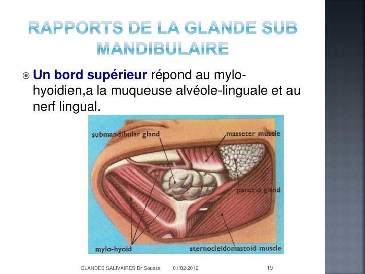 PPT - Les glandes salivaires PowerPoint Presentation - ID:6589621