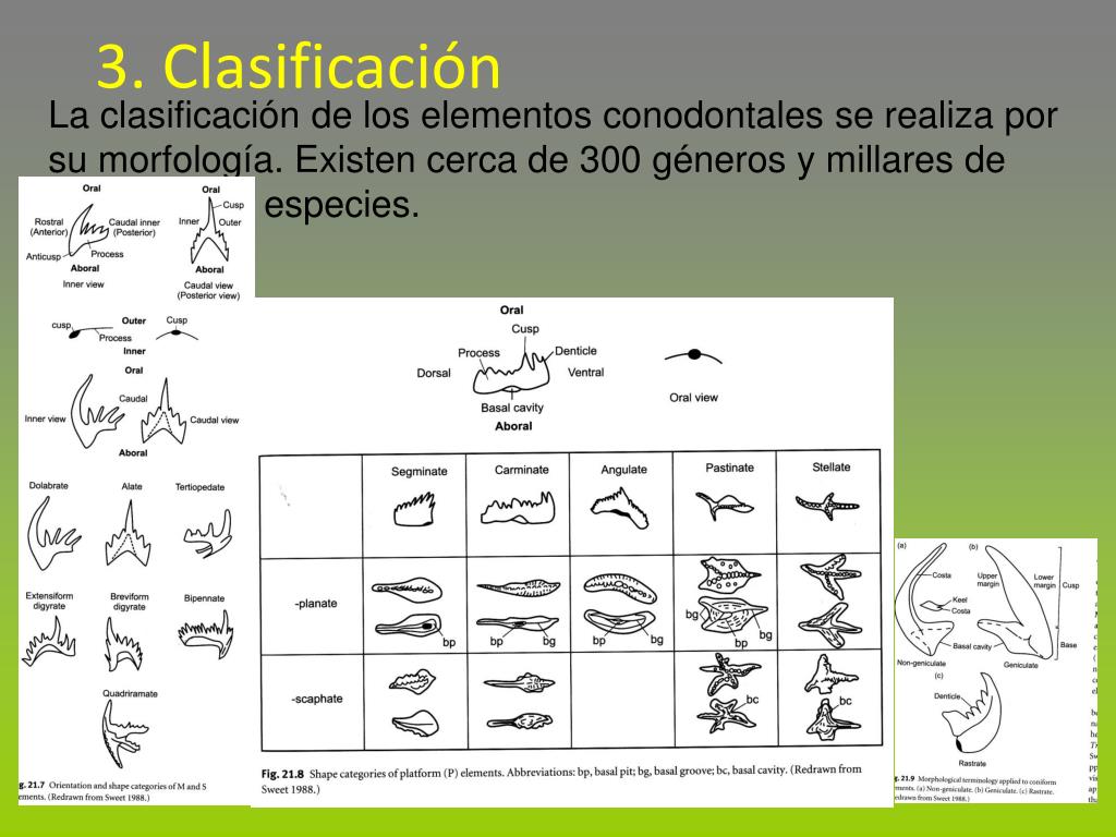 PPT - Clase Micropaleontología Universidad de Granada Curso 09-10 ...