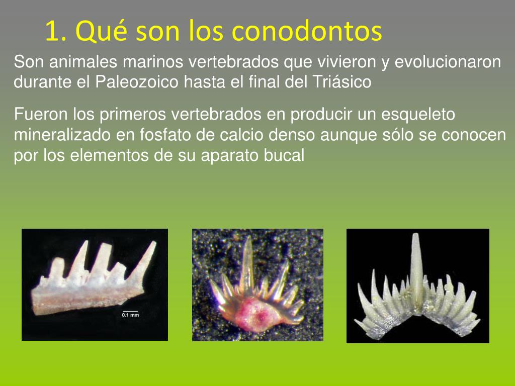 PPT - Clase Micropaleontología Universidad de Granada Curso 09-10 ...