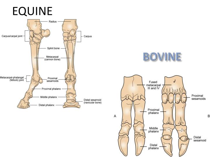 PPT - Appendicular Skeleton PowerPoint Presentation - ID:6590324