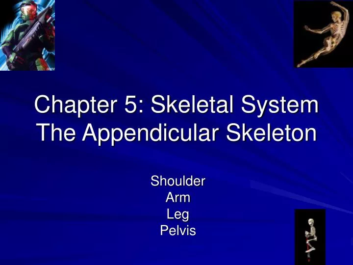 PPT - Chapter 5: Skeletal System The Appendicular Skeleton PowerPoint Presentation - ID:6591097