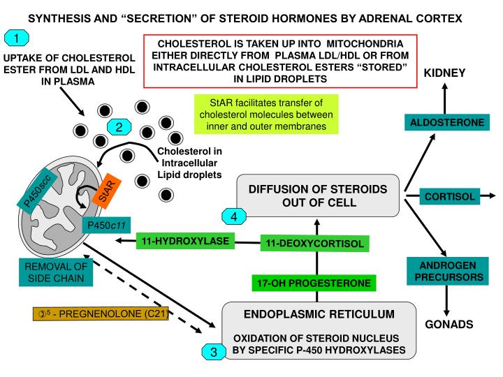 PPT - SECRETION OF INDIVIDUAL STEROID HORMONES IS RESTRICTED TO ...