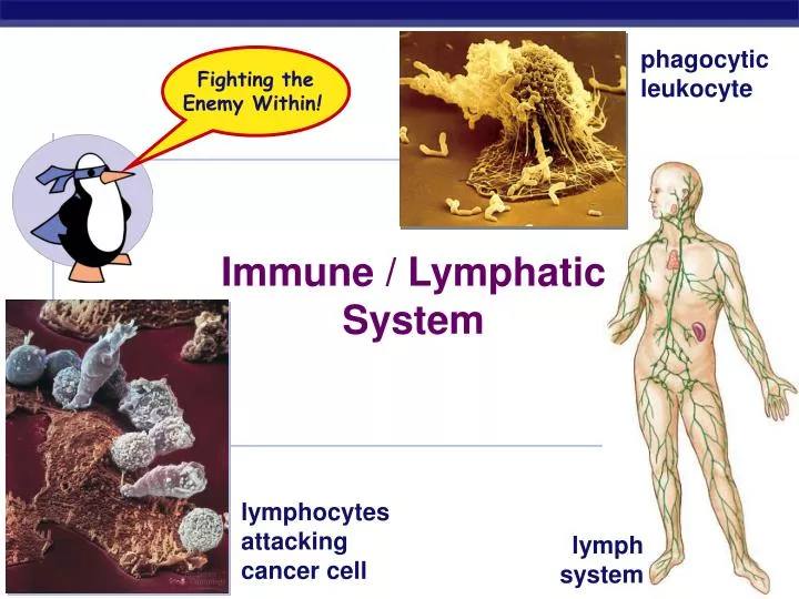 Ppt Immune Lymphatic System Powerpoint Presentation Free Download
