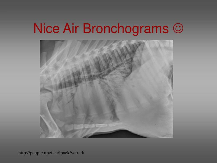 PPT - Thoracic Radiology of the Dog PowerPoint Presentation - ID:6591823
