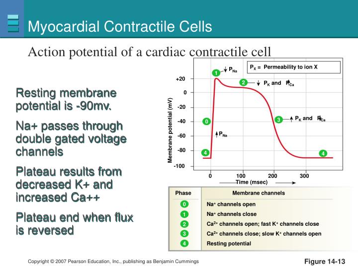 PPT - Cardiovascular Physiology PowerPoint Presentation - ID:6592110