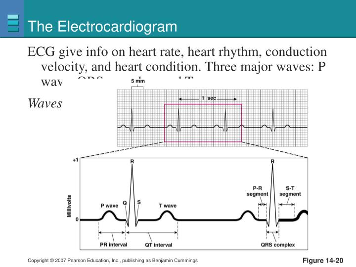 PPT - Cardiovascular Physiology PowerPoint Presentation - ID:6592110