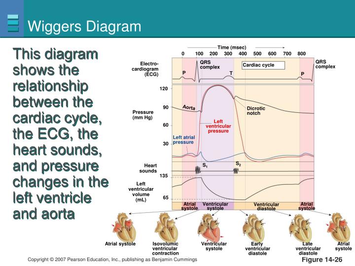 PPT - Cardiovascular Physiology PowerPoint Presentation - ID:6592110