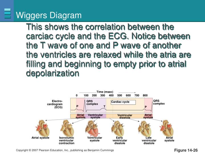 PPT - Cardiovascular Physiology PowerPoint Presentation - ID:6592110