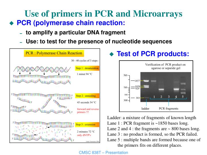 PPT - Real-Time Primer Design for DNA Chips PowerPoint Presentation ...