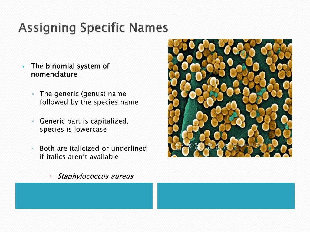 PPT - Microbiology for the Health Sciences PowerPoint Presentation ...