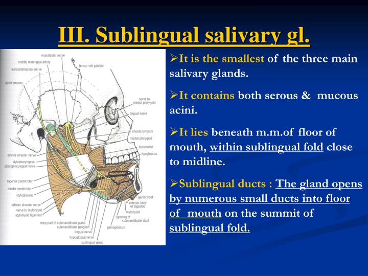 PPT - Anatomy& innervations of parotid,Submandibular &Sublingual Glands ...
