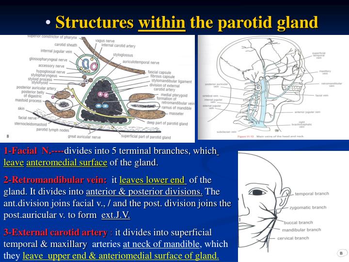 PPT - Anatomy& innervations of parotid,Submandibular &Sublingual Glands ...