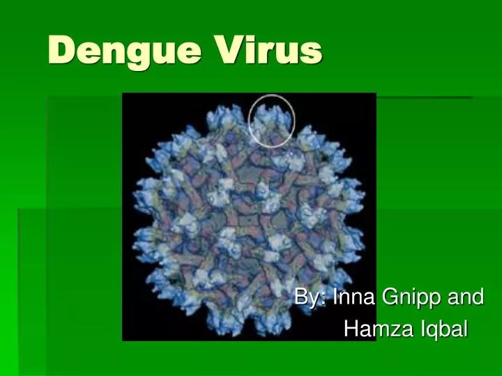 PPT - Dengue Virus PowerPoint Presentation, free download - ID:6592848