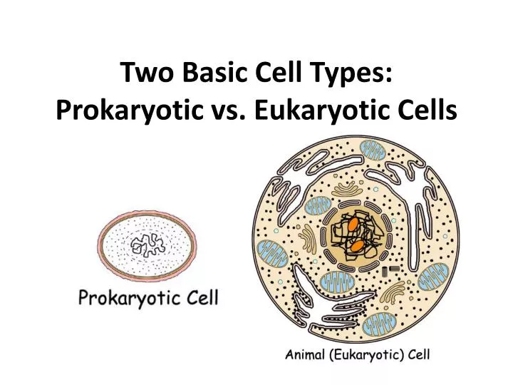 PPT - Two Basic Cell Types: Prokaryotic vs. Eukaryotic Cells PowerPoint ... PPT - Two Basic Cell Types: Prokaryotic vs. Eukaryotic Cells PowerPoint ...