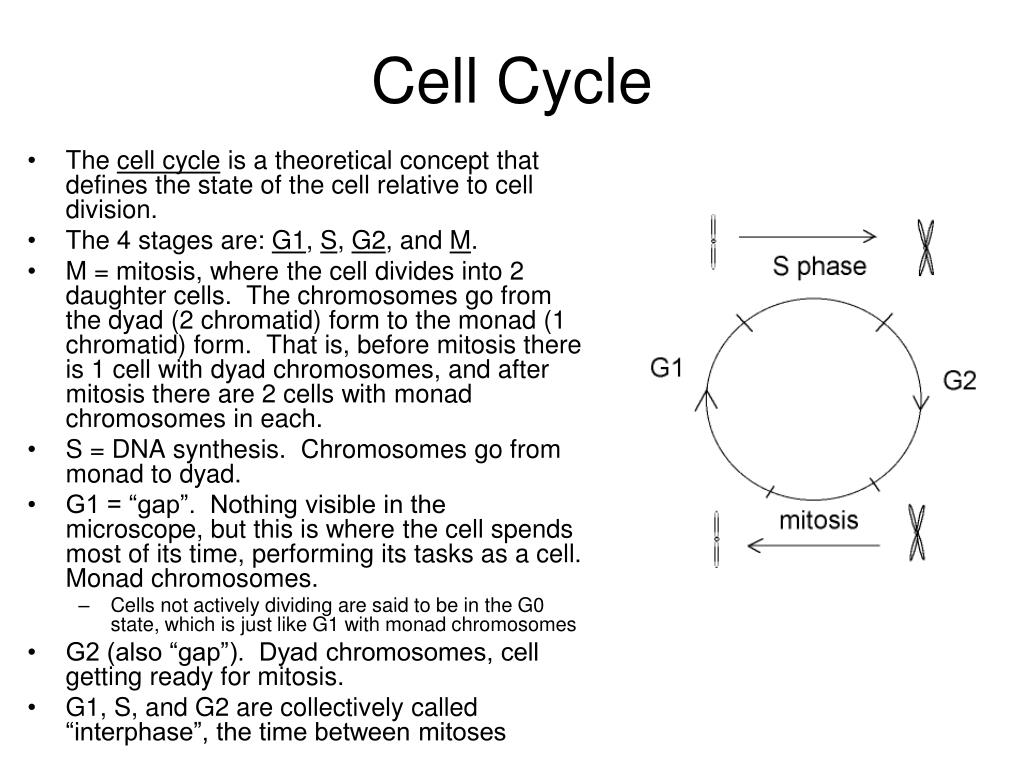PPT - Mitosis and Meiosis PowerPoint Presentation, free download - ID ...