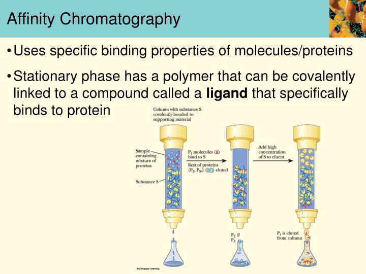 PPT - Chapter Five Protein Purification and Characterization Techniques ...