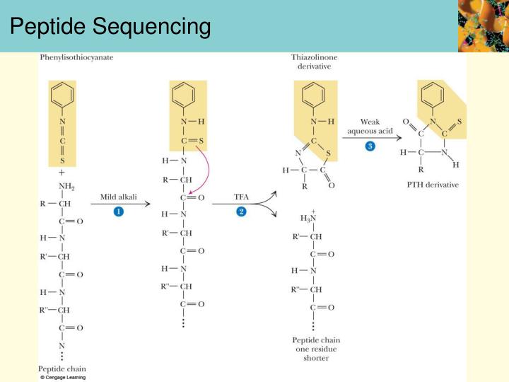 PPT - Chapter Five Protein Purification and Characterization Techniques ...