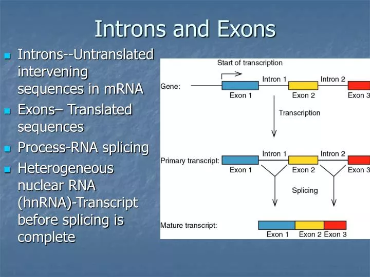 PPT - Introns and Exons PowerPoint Presentation, free download - ID:6595908