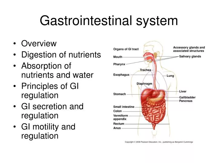 Ppt Gastrointestinal System Powerpoint Presentation Free Download