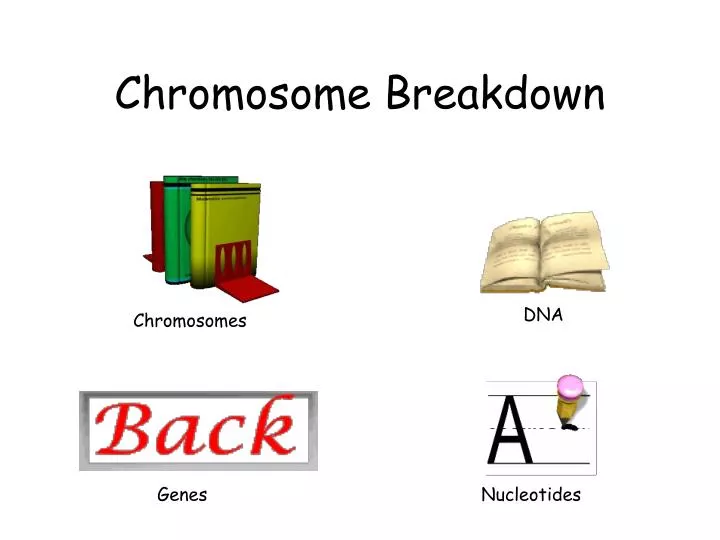 PPT - Chromosome Breakdown PowerPoint Presentation, free download - ID ...