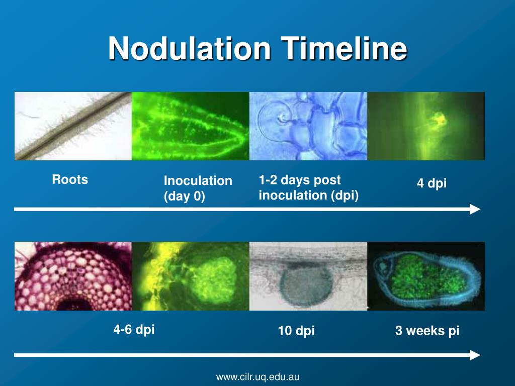 PPT - ARC Centre of Excellence for Integrative Legume Research How ...