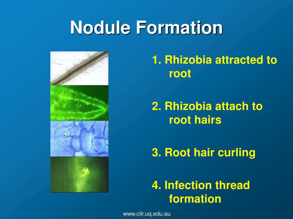 PPT - ARC Centre of Excellence for Integrative Legume Research How ...