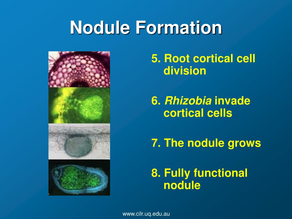 PPT - ARC Centre of Excellence for Integrative Legume Research How ...