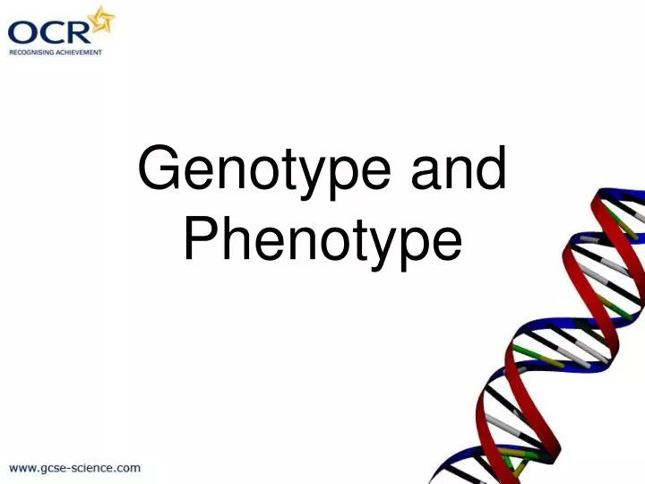 PPT - Genotype and Phenotype PowerPoint Presentation, free download ...