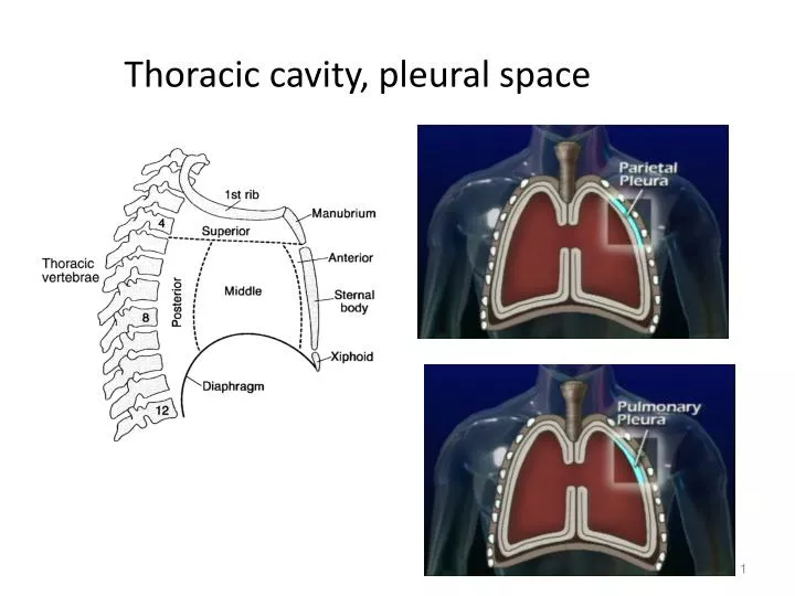 What Is The Significance Of Pleural Cavity at Joel Morton blog