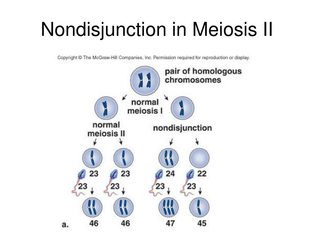 Ppt Patterns Of Chromosome Inheritance Powerpoint Presentation Free