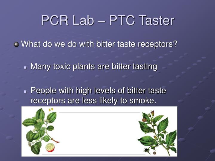 PPT - PTC - Can you taste bitter? PowerPoint Presentation - ID:6599209