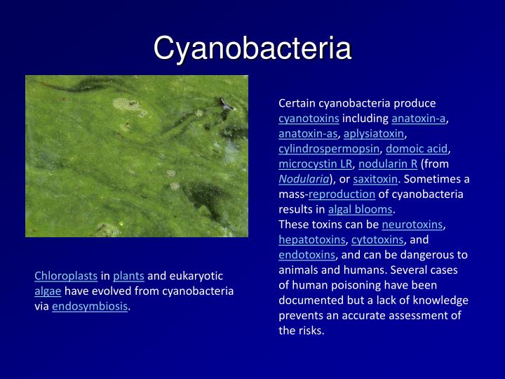 PPT - Microbes in service of humans PowerPoint Presentation - ID:6599396