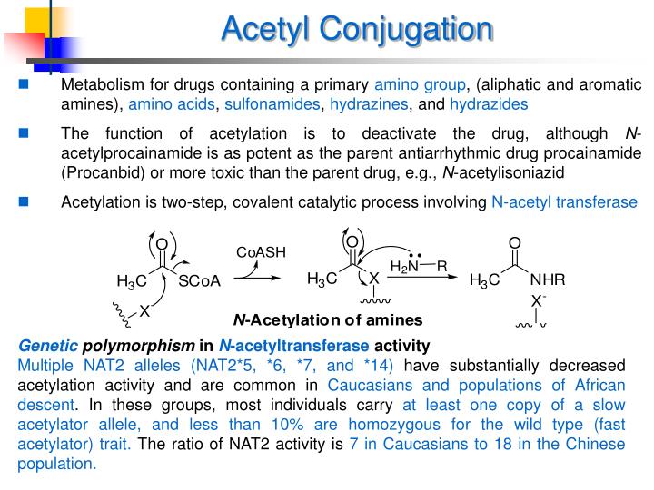 PPT - Metabolic Changes of Drugs PowerPoint Presentation - ID:6599590
