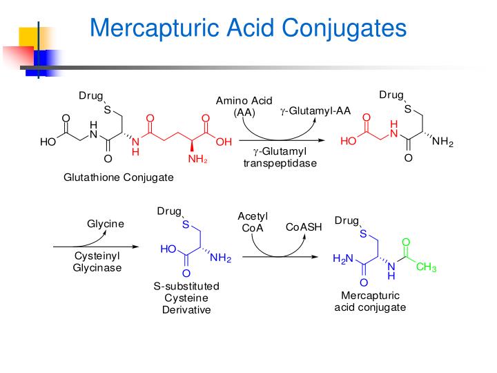 PPT - Metabolic Changes of Drugs PowerPoint Presentation - ID:6599590