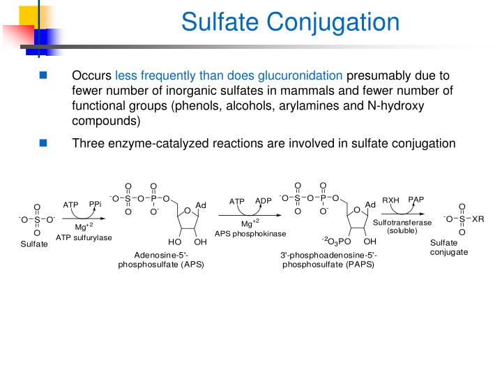 PPT - Metabolic Changes of Drugs PowerPoint Presentation - ID:6599590