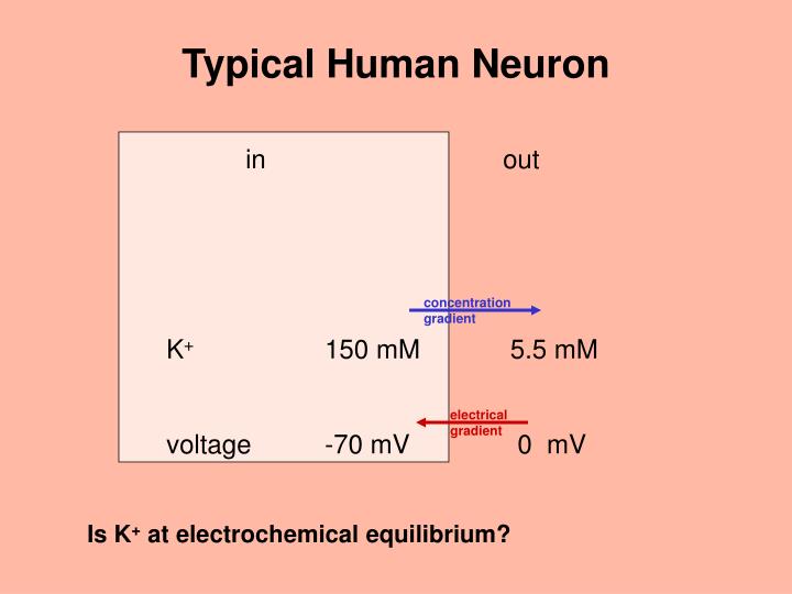 PPT - Nernst Equation PowerPoint Presentation - ID:6600057
