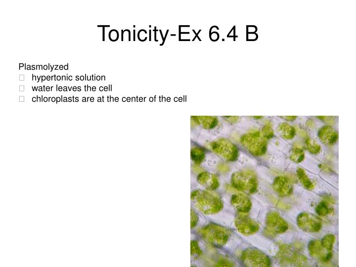 PPT - Diffusion & Osmosis PowerPoint Presentation - ID:6600704