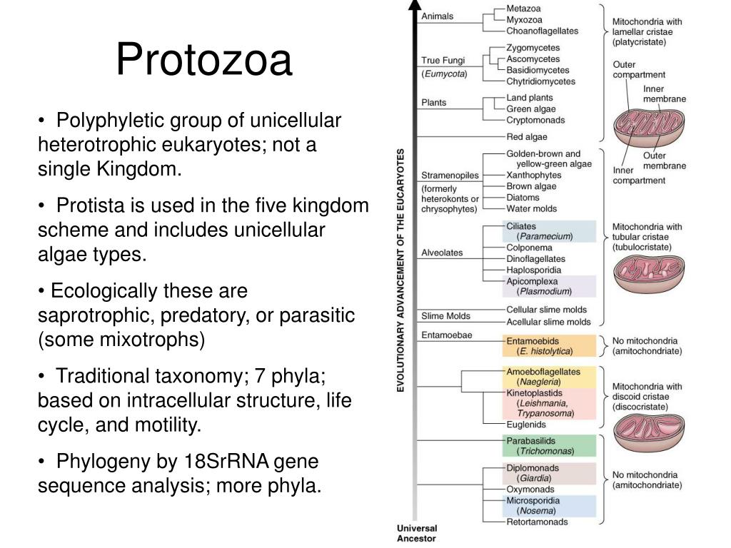 Classification Of Protozoa Classification Of Protozoa