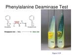 PPT - Microbiology Unknown Lab BIO 187 PowerPoint Presentation - ID:6601347